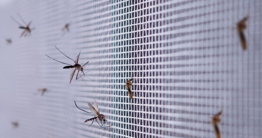 UK-developed malaria vaccine approved - News - Doctors.net.uk