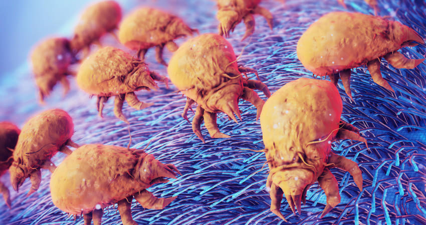 Daily tablet recommended for severe dust mite allergy – NICE - News ...